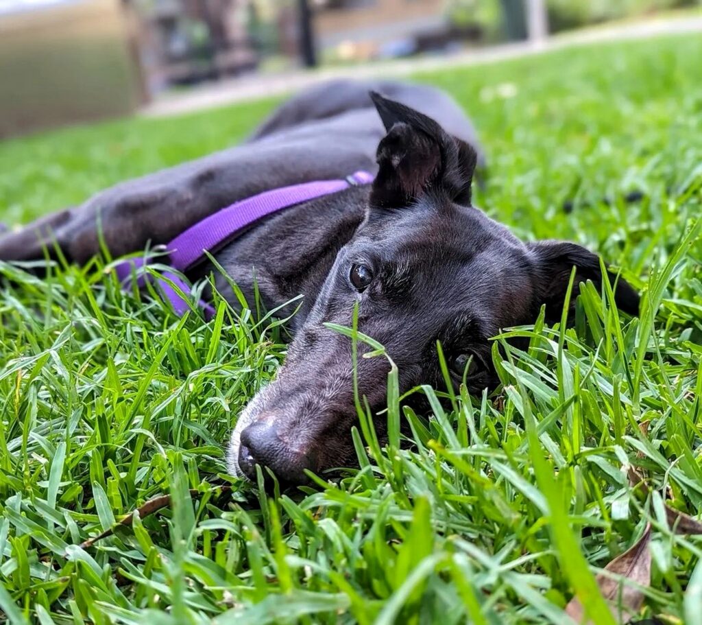 How To Deal With Grief From Losing A Pet - Top Dog Harness